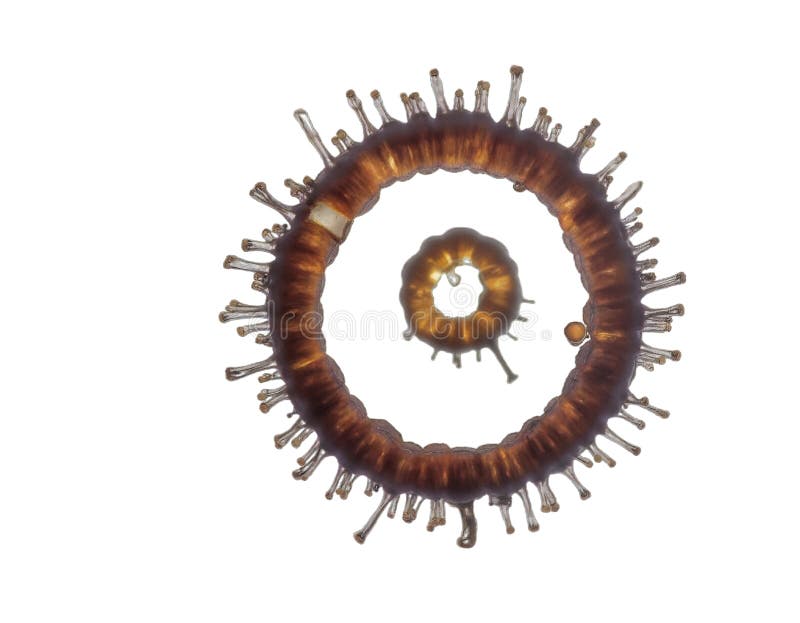 Spherical Spiral Virus on the Alpha Isolated Transparent Background ...