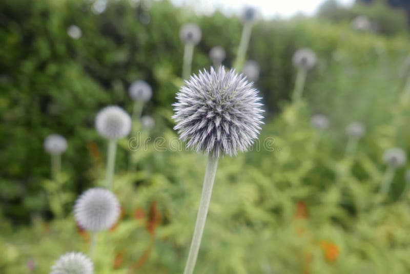Spherical Thistle White Flower Stock Image - Image of beauty, green ...