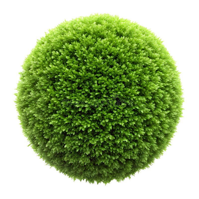 Spherical Topiary Bush Isolated on White Background for Botanical and ...