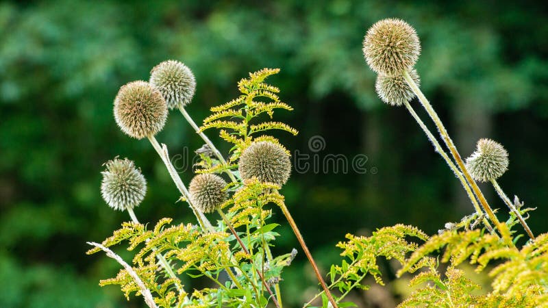 Spherical White Flowers on a Green Blurry Background Stock Image ...