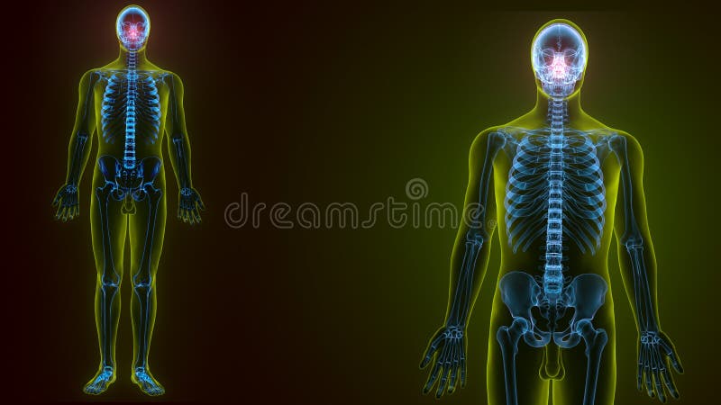 3d Illustration of Human Skeleton Skull Spheroid Bone Anatomy Stock ...