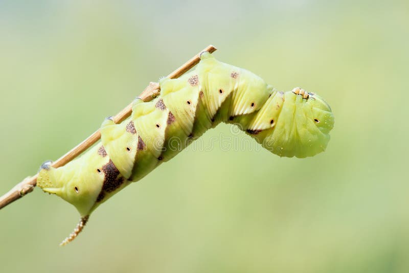 Sphingid larva stock image. Image of larvae, caterpillar - 44171687
