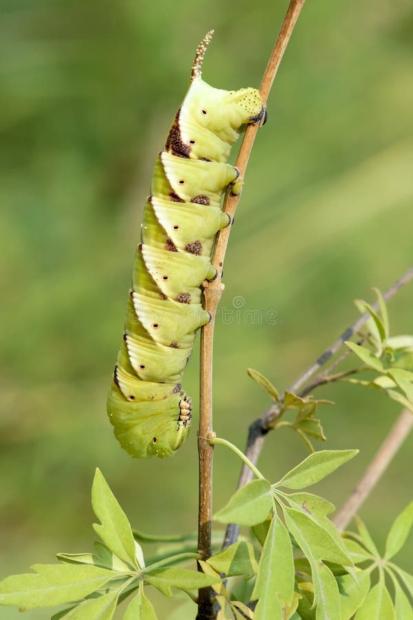 Sphingid larva stock image. Image of larvae, caterpillar - 44171687