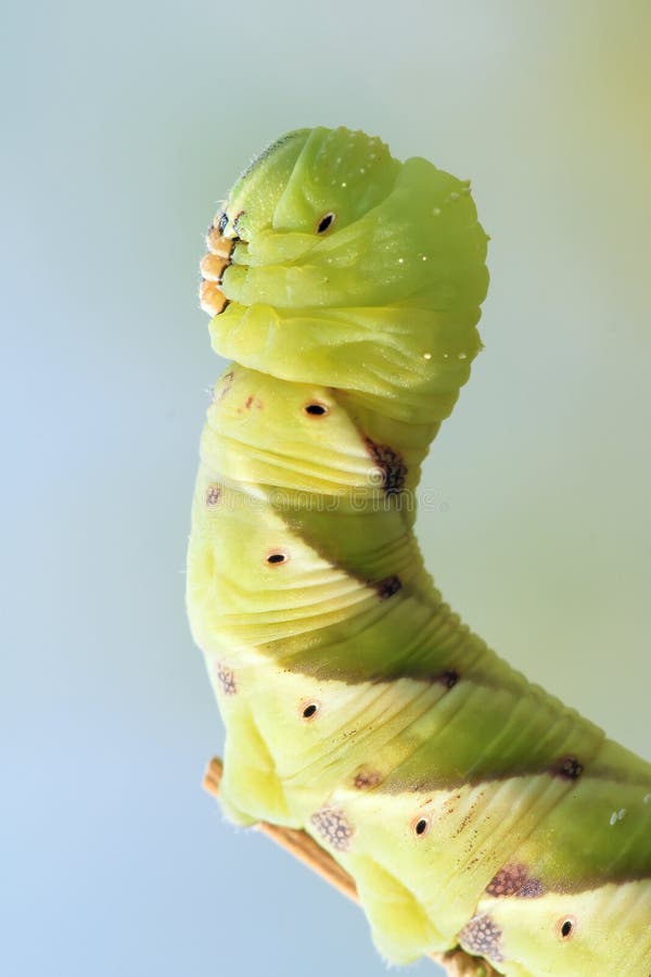 Sphingid larva stock image. Image of insects, wildlife - 44180831