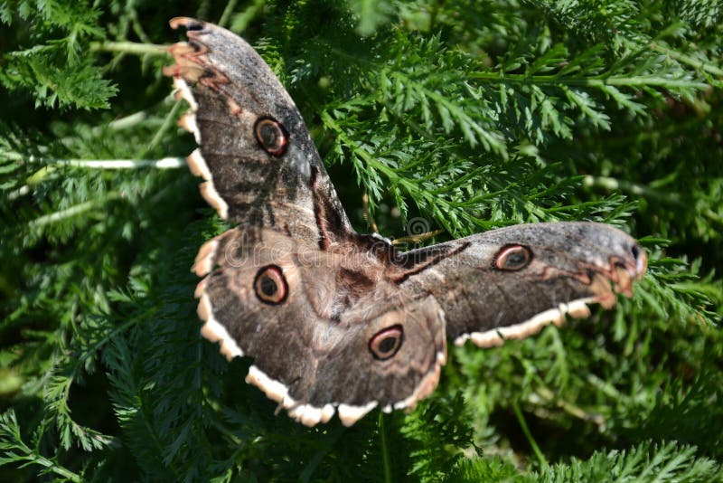 Sphingidae De La Polilla De Calibri Foto de archivo - Imagen de polilla ...