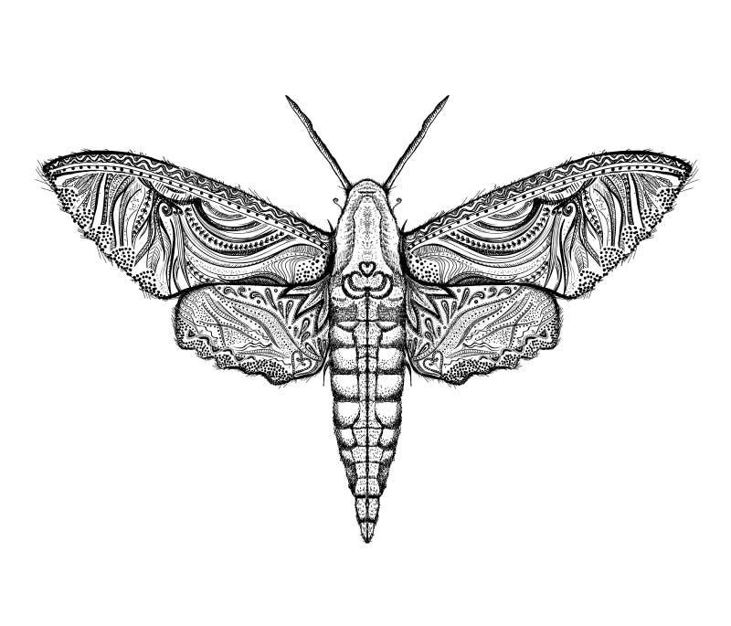 Sphinx Moth Drawing