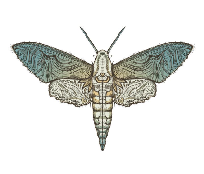 Sphingidae Hawk-moths Graphic Stock Vector - Illustration of nature ...