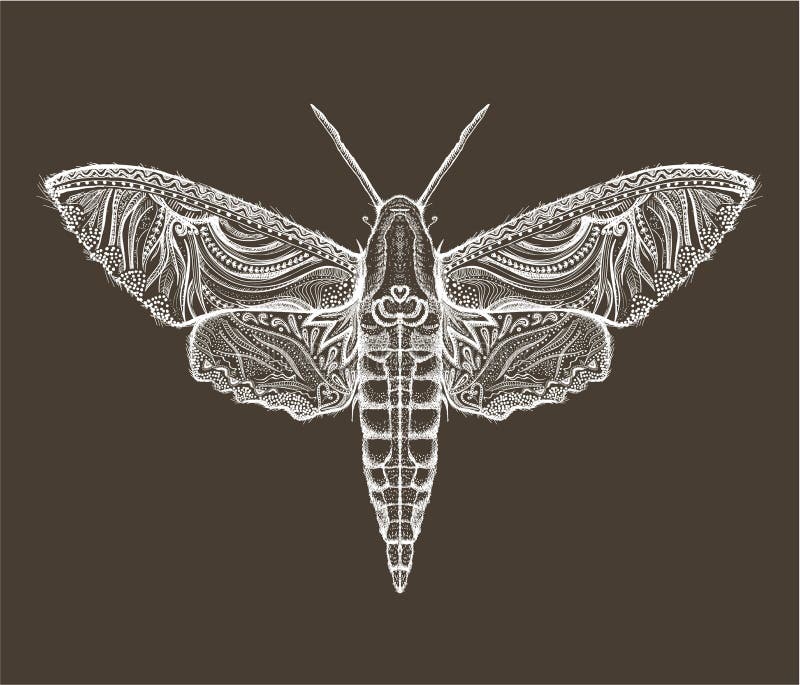 Sphingidae Hawk-moths Graphic Stock Vector - Illustration of nature ...