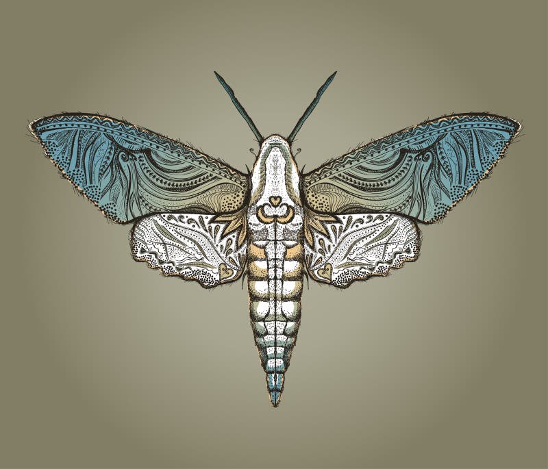 Sphingidae Hawk-moths Graphic Stock Vector - Illustration of butterfly ...