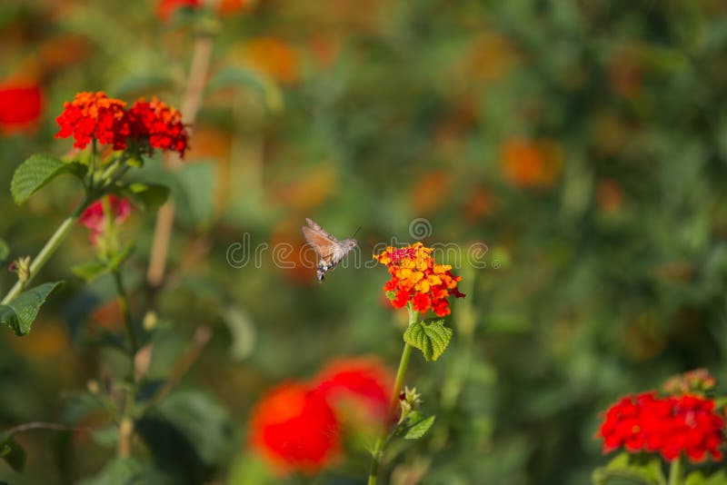 Sphingidae stock photo. Image of lily, green, juice, hawkmoth - 38843612