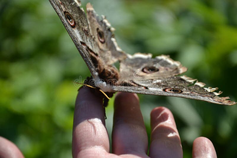 Kalibli Stock Photos - Free & Royalty-Free Stock Photos from Dreamstime