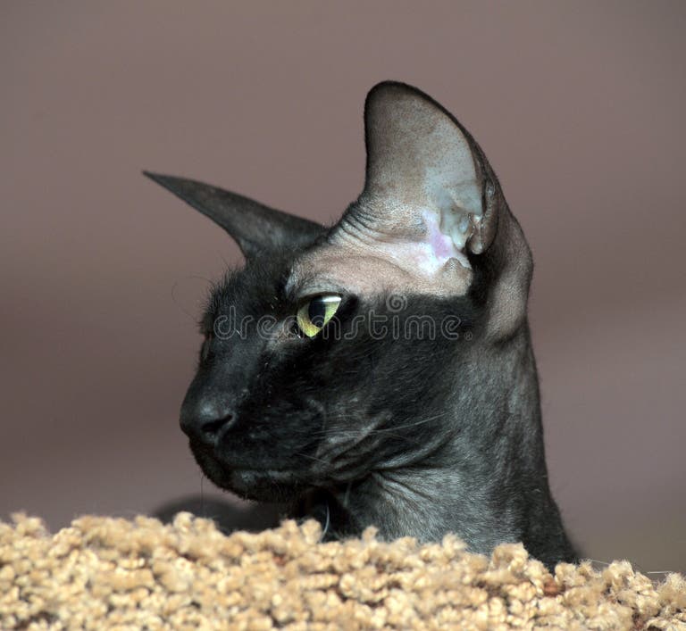 Sphinx with big ears stock image. Image of playful, canadian - 34732581