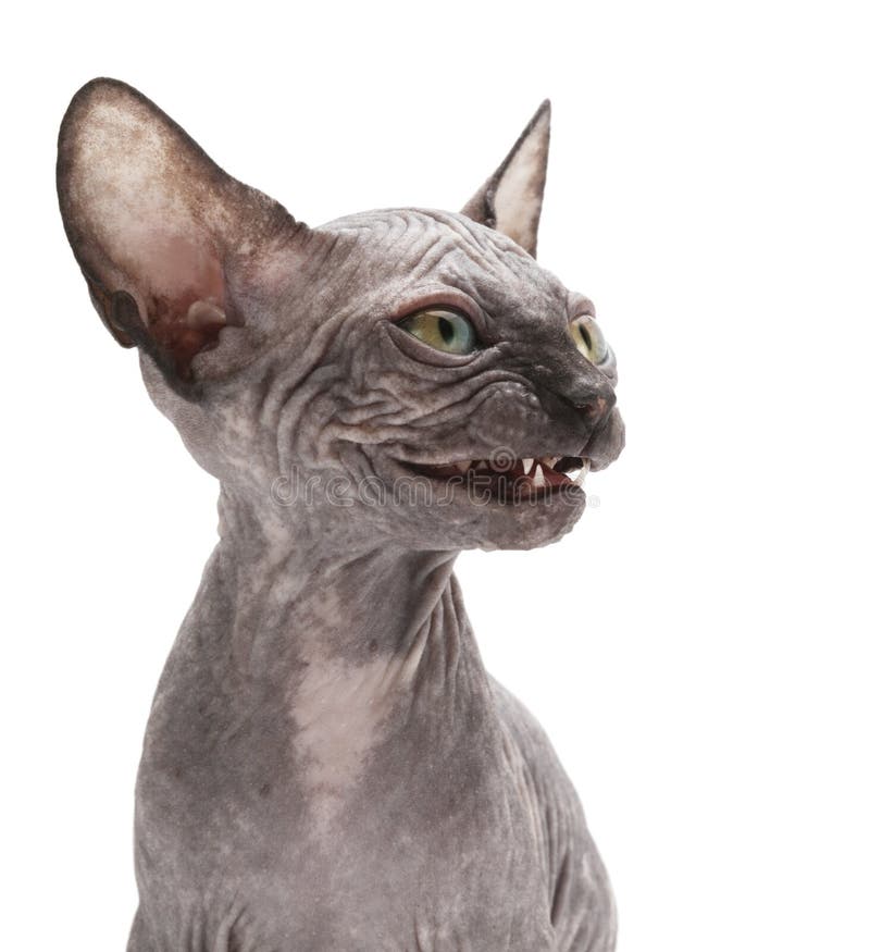 Canadian sphynx cat stock photo. Image of egypt, lean - 22807450