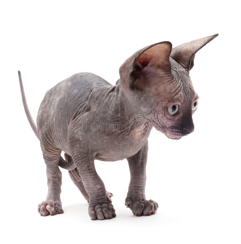 Sphinx cat stock photo. Image of domestic, claw, portrait - 17946442