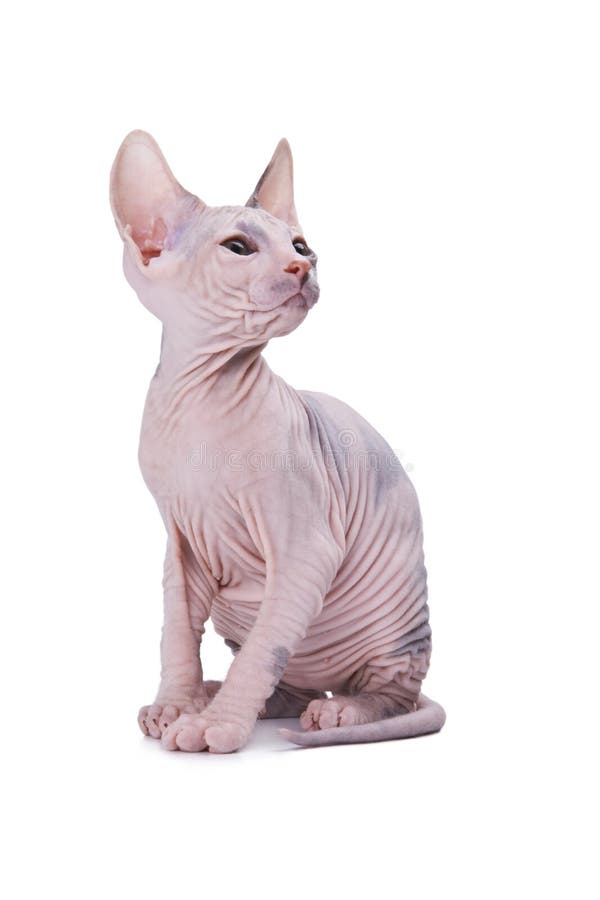 Sphinx cat stock photo. Image of kitty, isolated, pedigreed - 22291780