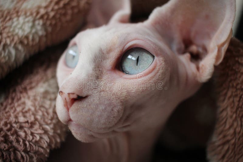 Sphinx Cat Bald Animal Hid Looks with Eyes Stock Photo - Image of nose ...