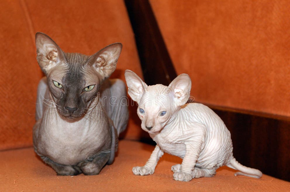 Sphinx cat stock image. Image of childhood, stare, standing - 35401345