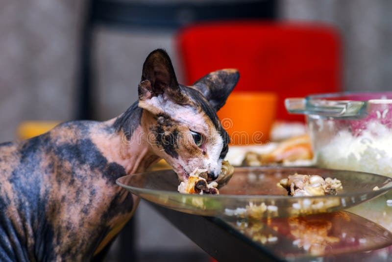 Hairless Chicken Man Stock Photos - Free & Royalty-Free Stock Photos ...