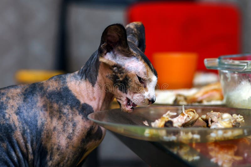 Sphinx cat eating chicken stock image. Image of mammal - 34617913