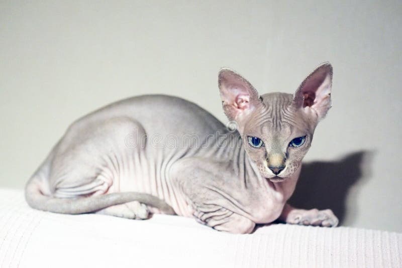Sphinx cat stock image. Image of cute, vertebrate, skin - 87650875