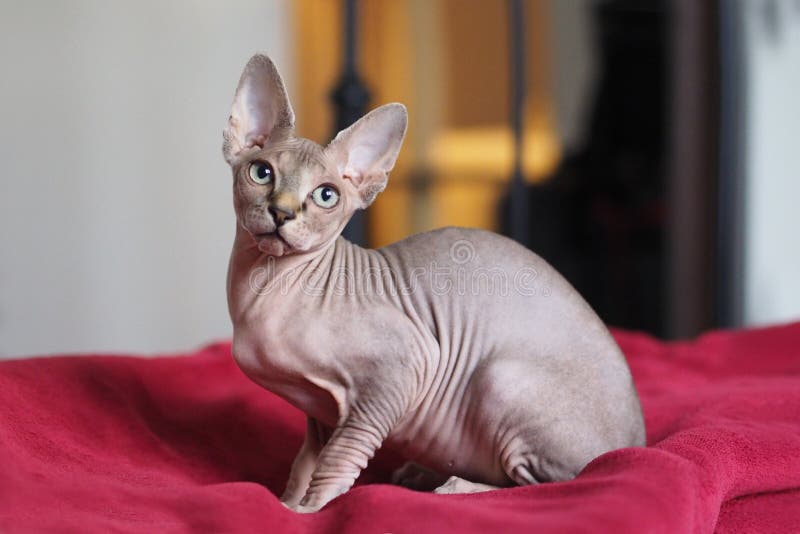 Sphinx cat stock image. Image of hairless, sphynx, animal - 87650889