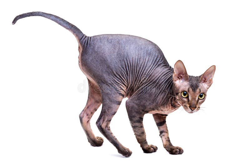 Sphinx Cat Isolate on a White Background Stock Photo - Image of back ...