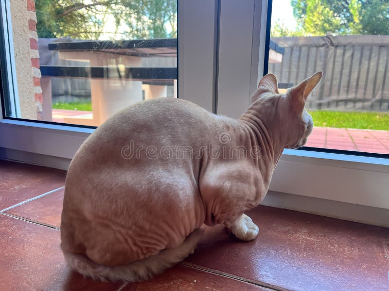 A Sphinx Cat Looks Out the Window Stock Photo - Image of face, canadian ...