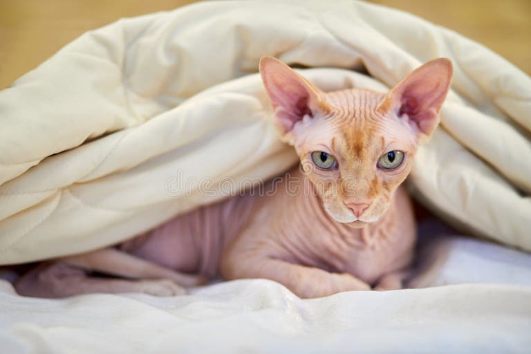 Sphinx Cat Lying on Bed Under Stock Photo - Image of domestic, mammal ...