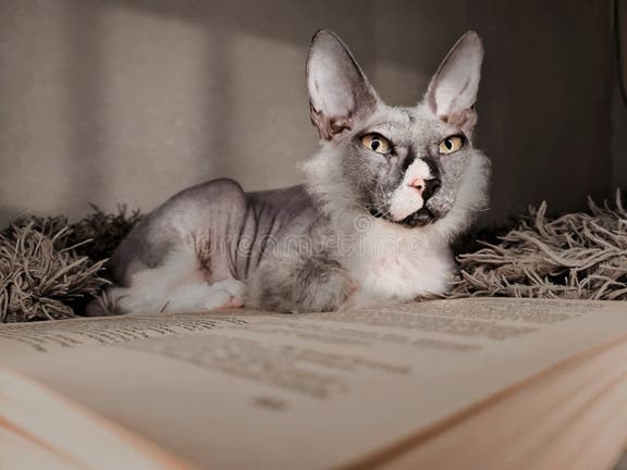 The Sphinx Cat is Lying on a Book Stock Image - Image of lying, book ...