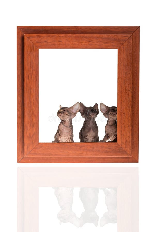Sphinx Cat in the Picture Frame Funny Raw Picture Stock Image - Image ...