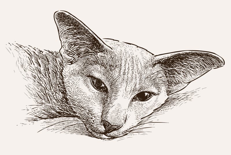 Sphinx cat portrait stock vector. Illustration of kitten - 49665893