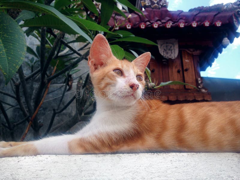 Sphinx Cat Pose Head Looking Back Up of Young Cat Relaxed on the Wall ...