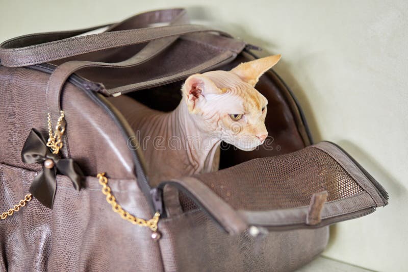 Sphinx cat sits inside pet stock image. Image of tail - 319011215