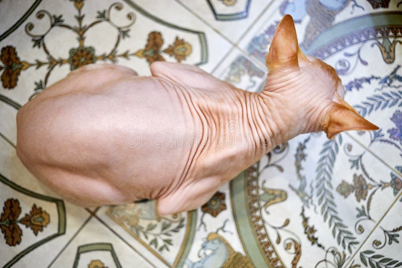 Sphinx Cat Sitting on Tiled Floor, Top Stock Image - Image of mammal ...