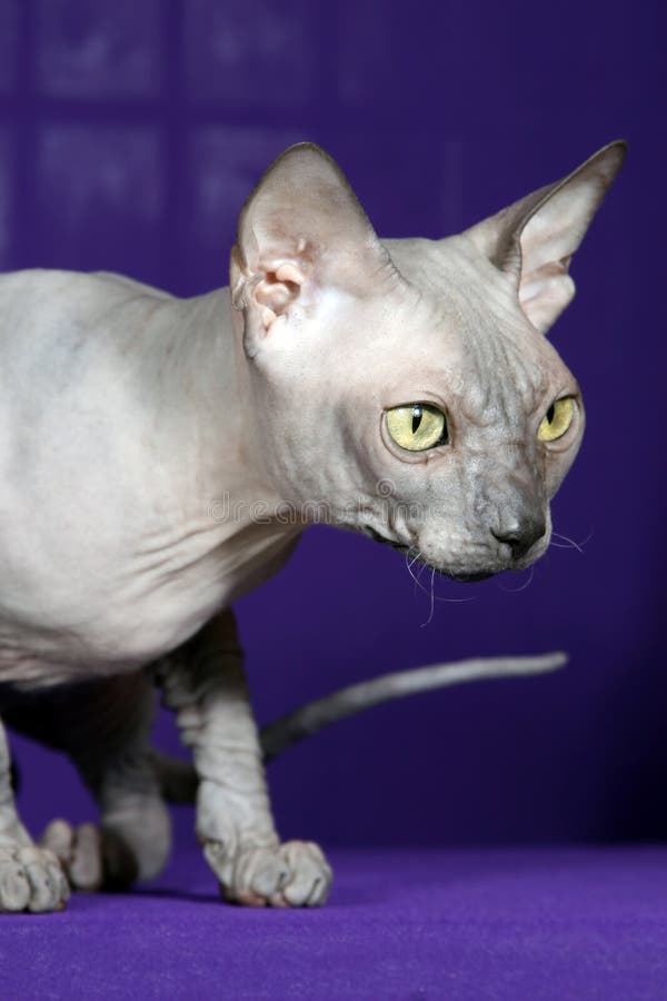 Sphinx cat stock image. Image of animal, portrait, look - 56510367