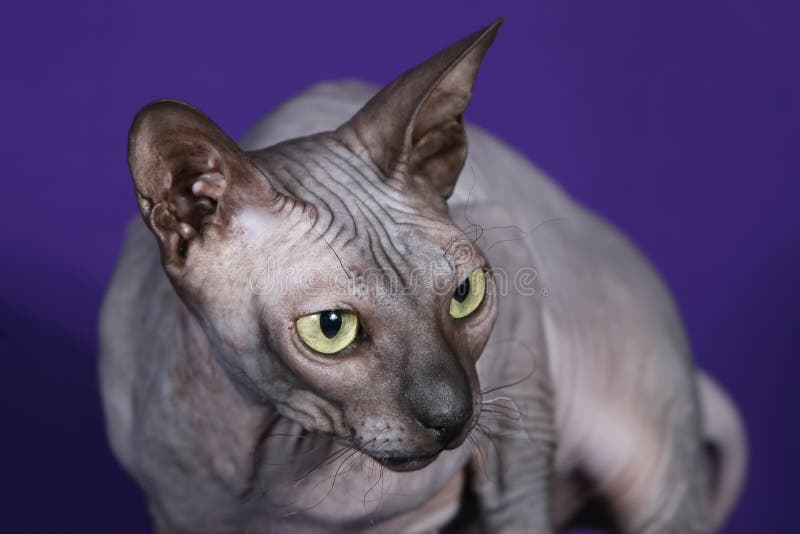 Sphinx cat stock image. Image of skin, grey, portrait - 56510783