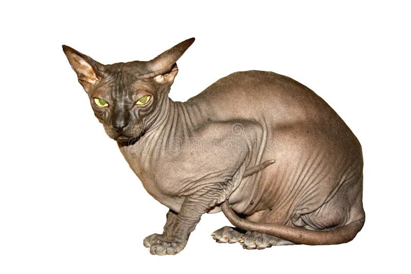 Hairless Sphynx Cat Side View Stock Image - Image of unique, sphynx ...