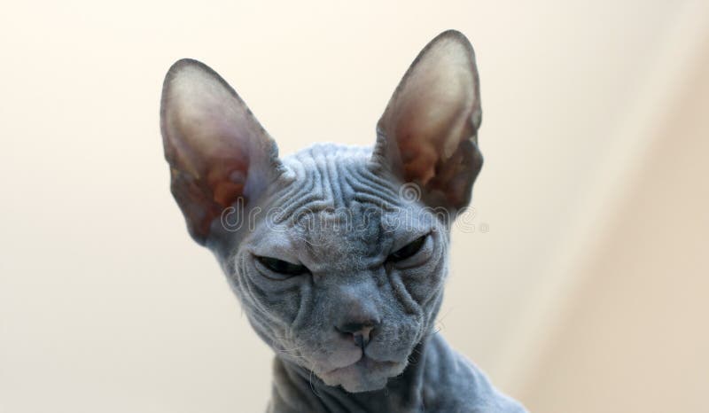 Sphinx Chauve De Chat Avec Des Rides Et Des Plis Portrait Image stock ...