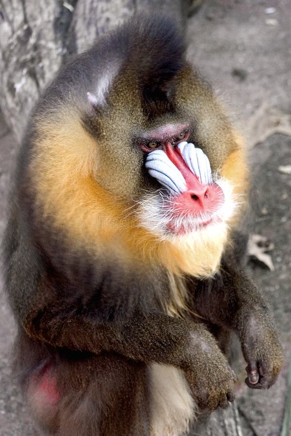 Sphinx del Mandrillus fotografia stock. Immagine di prigioniero - 22645496