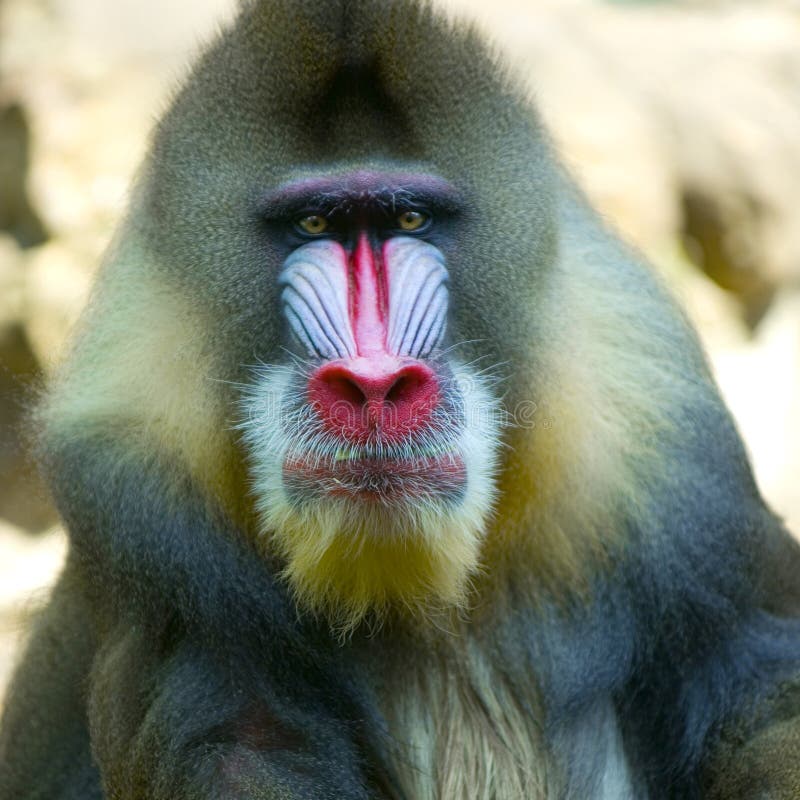 Mandrillo (Mandrillus Sphinx) Immagine Stock - Immagine di aperto ...