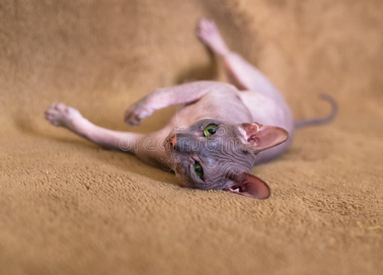 Sphinx with green eyes stock photo. Image of sphynx, eyes - 43898024