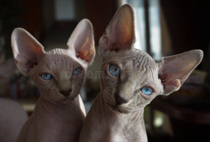 Sphinx kittens stock image. Image of wrinkles, canadian - 76750821