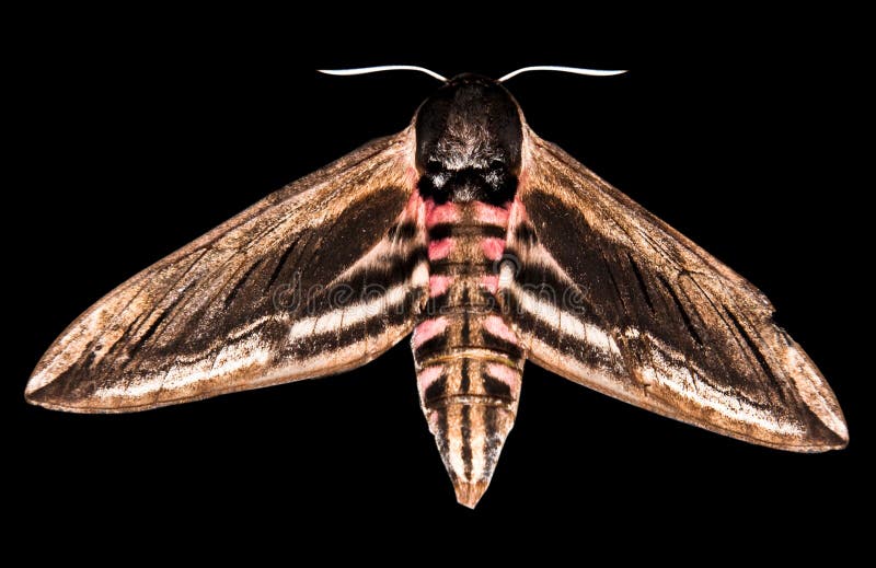 Night Hawk Moth (Sphinx Ligustri) Stock Photo - Image of wildlife ...