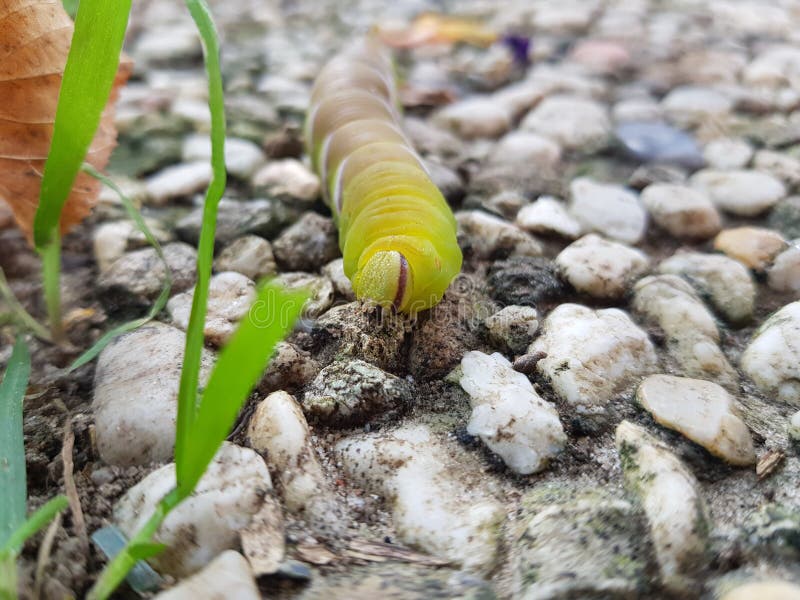 Sphinx ligustri stock photo. Image of caterpillar, insect - 157149014