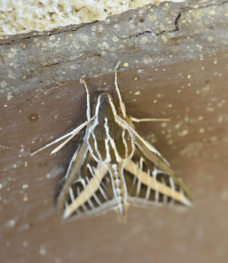 Sphinx moth stock photo. Image of wall, white, stands - 266945250
