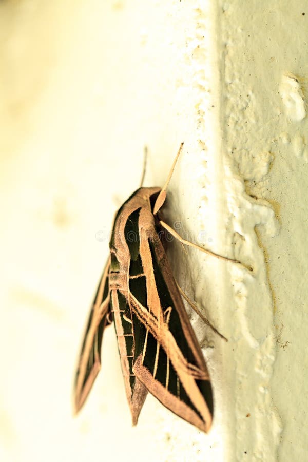 Sphinx Moth Sphingidae with Large Wings Stock Photo - Image of insect ...