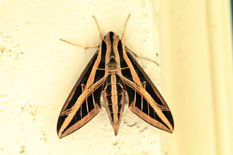 Sphinx Moth Sphingidae with Large Wings Stock Image - Image of brown ...