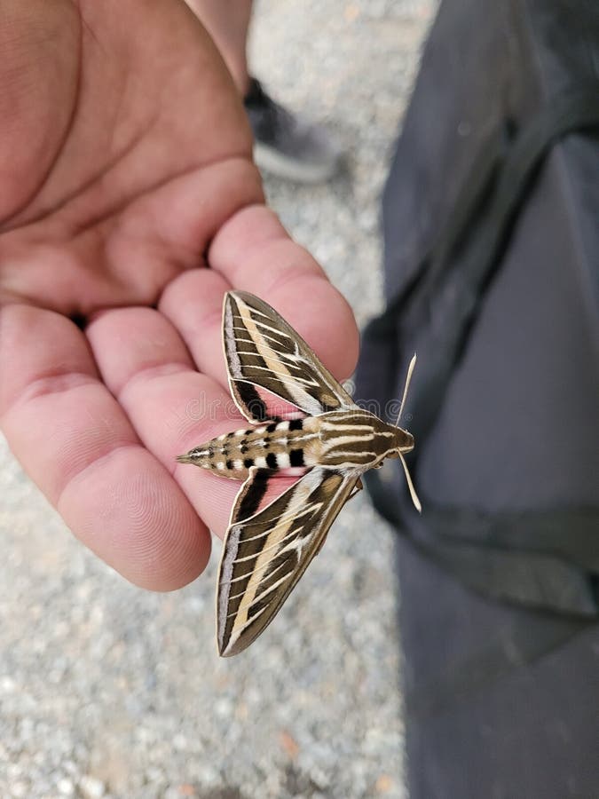 Sphinx Moth Up Close Wings Open Stock Photo - Image of sphinx, wings ...