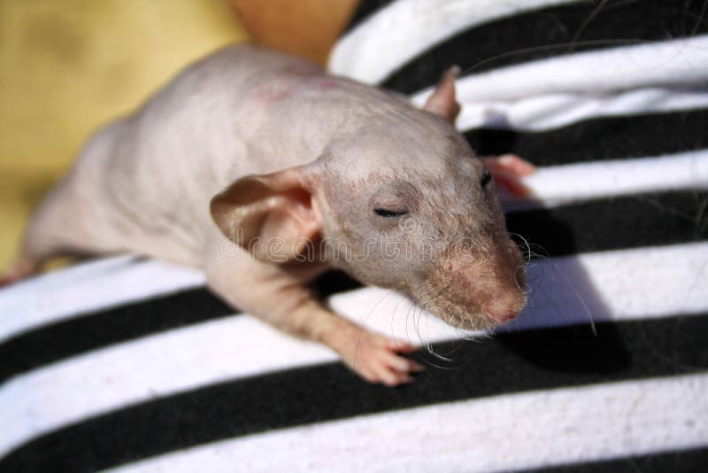 Sphinxe de la rata imagen de archivo. Imagen de piel - 85249905