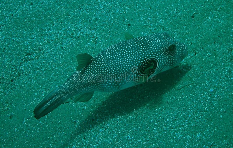 Sphoeroides swellfish stock image. Image of thislegorm - 2475007
